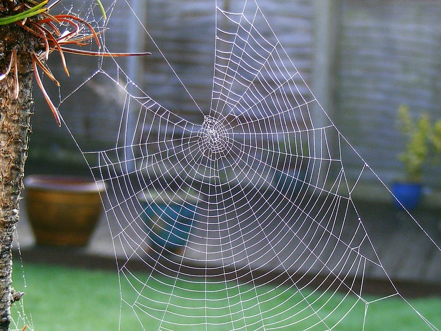 Filnore Woods Blog: Winter Window Spider